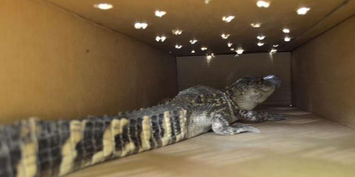 Exotic Beast Lost In New York Dies Just Hours After Rescue - The Dodo