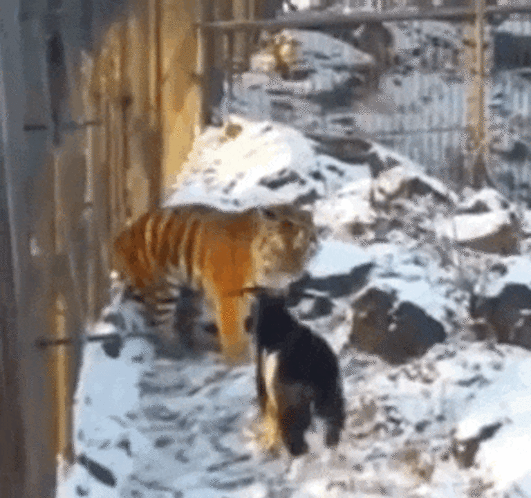 Live Goat Given To Tiger As Food ... And They Become Best Friends - The ...