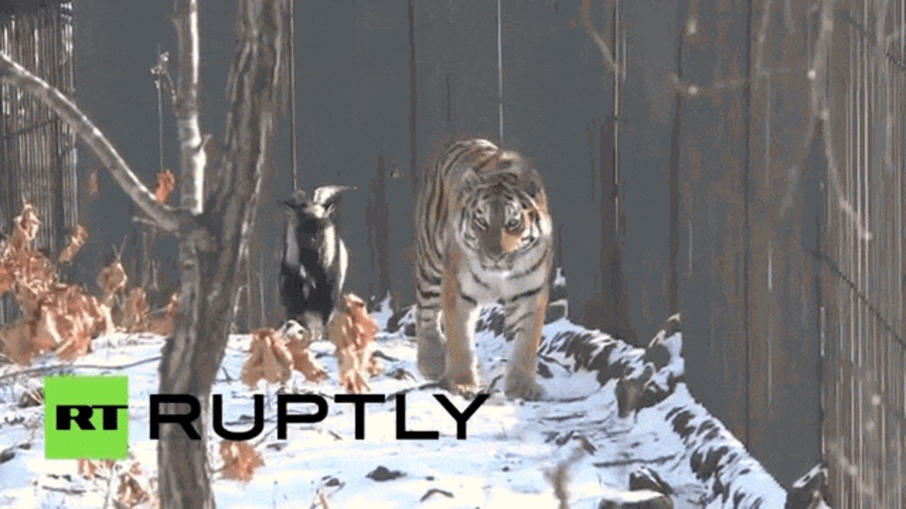 Live Goat Given To Tiger As Food ... And They Become Best Friends - The ...