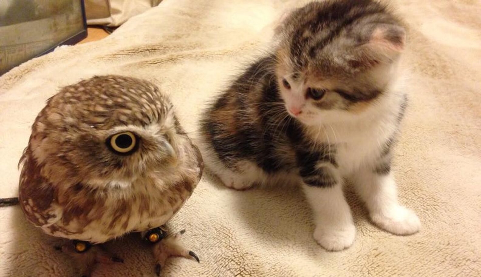 The Sad Truth Behind This Sweet Kitten And Owl Friendship - The Dodo