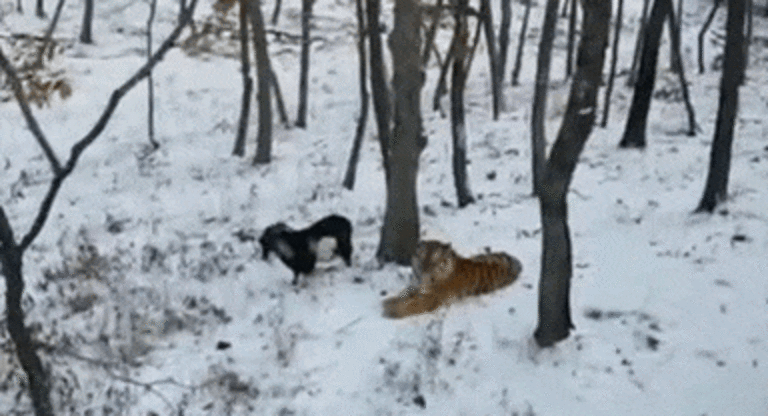 Live Goat Given To Tiger As Food ... And They Become Best Friends - The ...