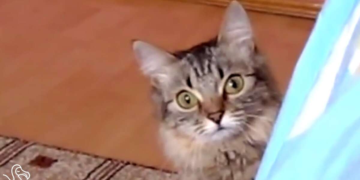 WATCH: 5 Ways To Tell If Your Cat Hates You - The Dodo