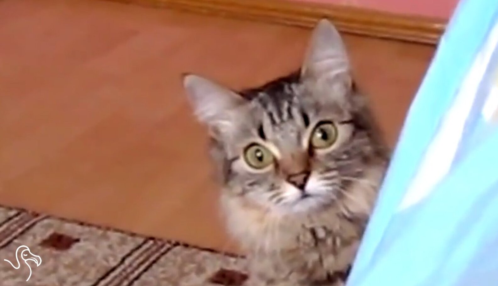WATCH: 5 Ways To Tell If Your Cat Hates You - The Dodo