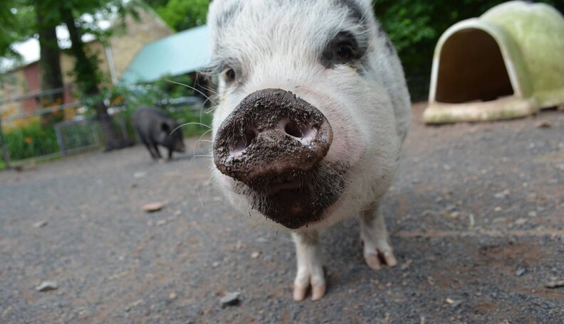 piggy-day-spa - The Dodo