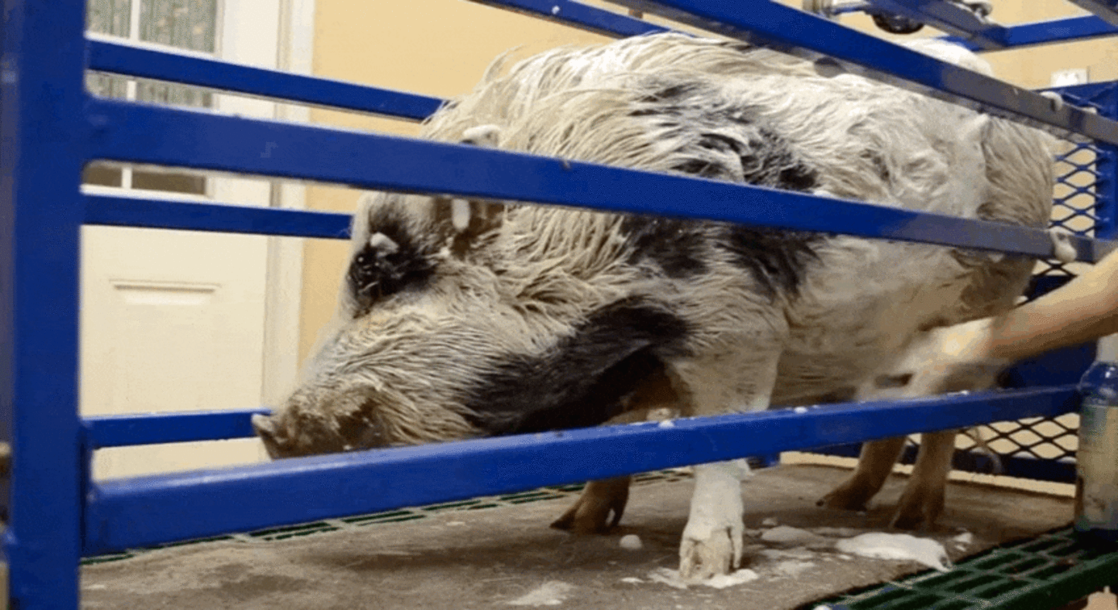 piggy-day-spa - The Dodo