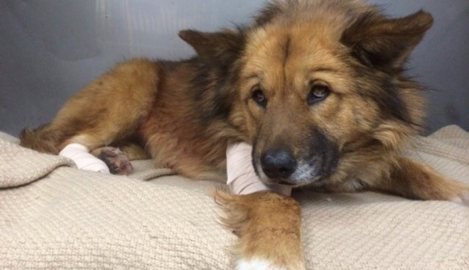 Crowdfunding Saves Dog Who Was Shot Defending Her Family - The Dodo