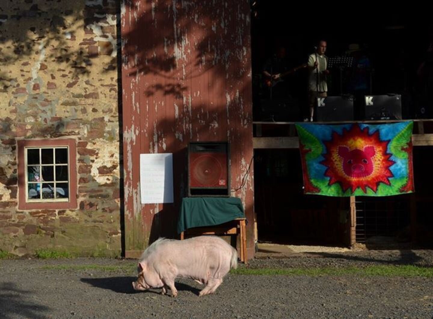 piggy-day-spa - The Dodo