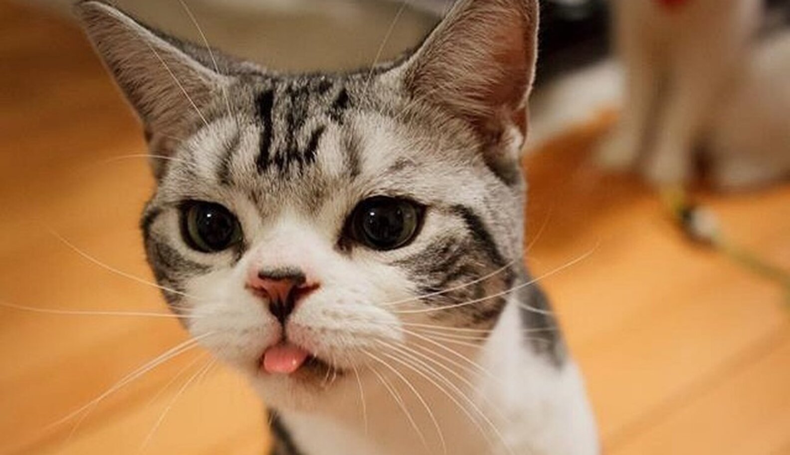 11 Derpy Cats That Love Letting Their Tongues Hang Out - The Dodo