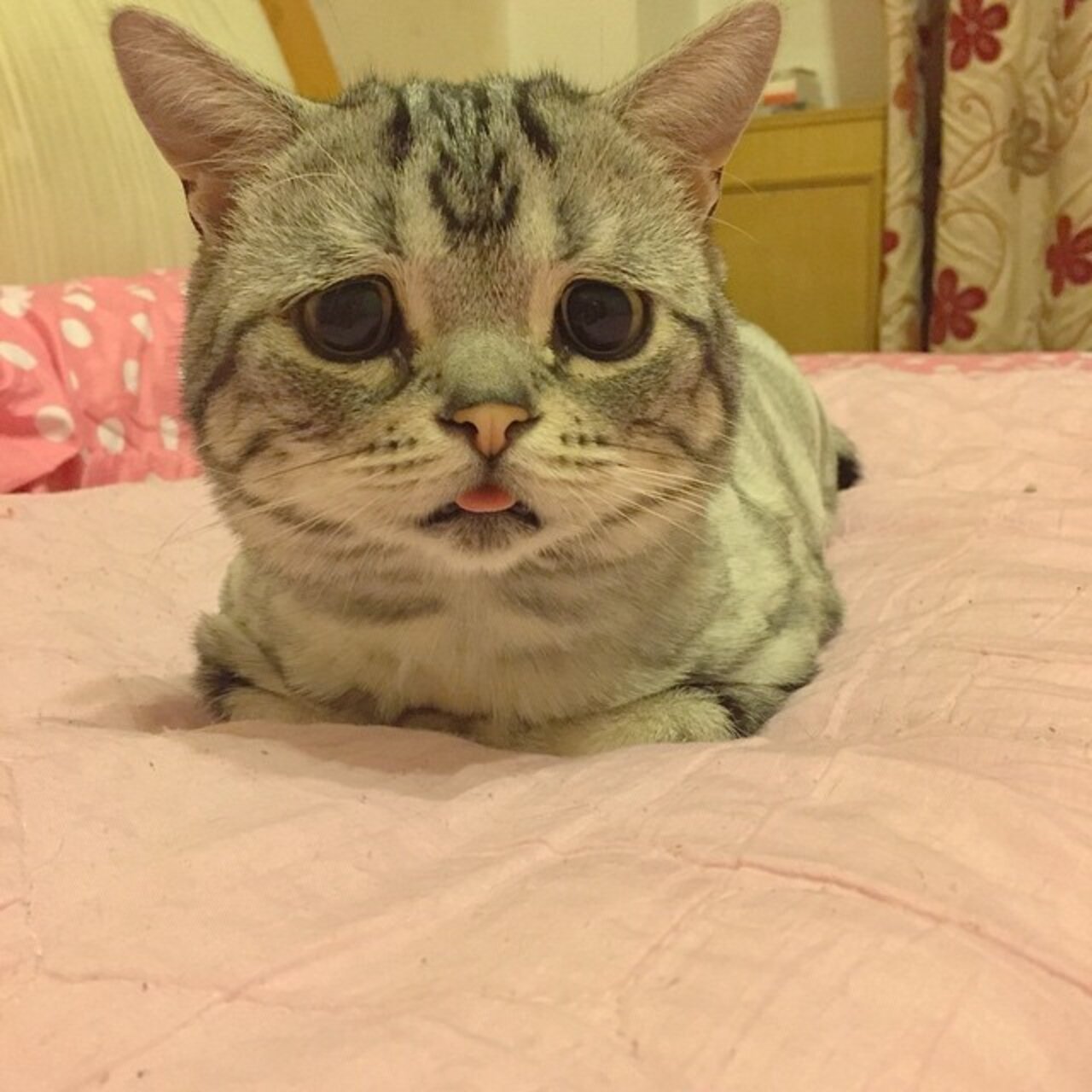 11 Derpy Cats That Love Letting Their Tongues Hang Out - The Dodo