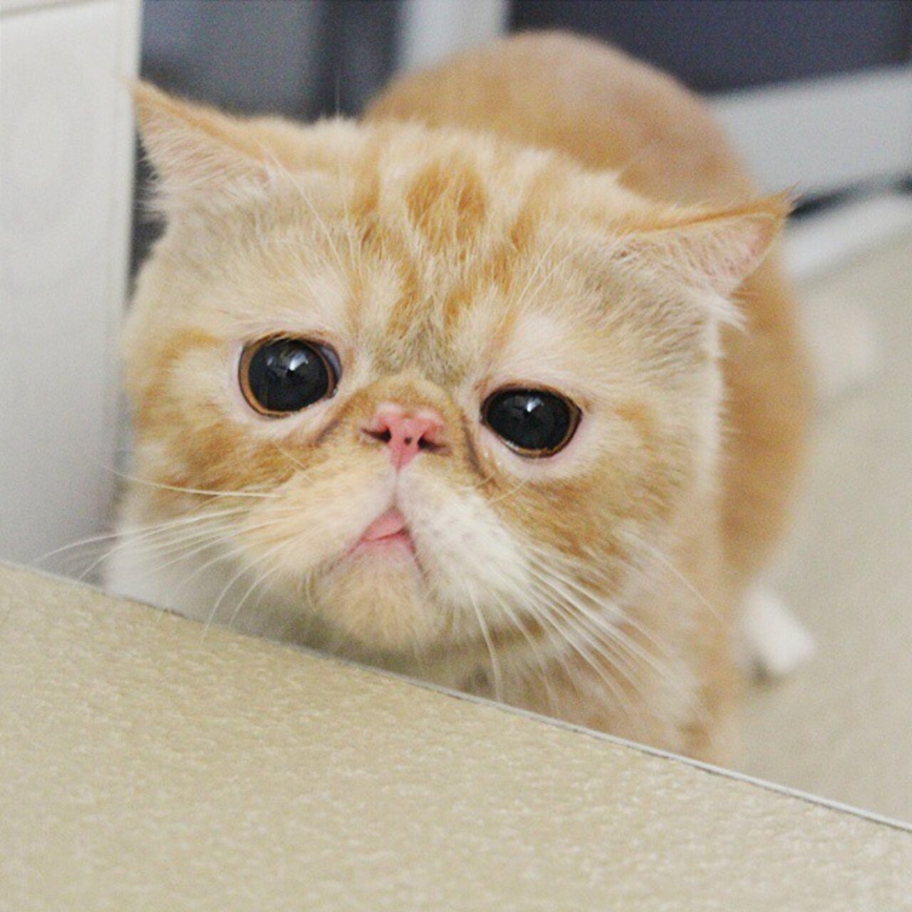 11 Derpy Cats That Love Letting Their Tongues Hang Out - The Dodo