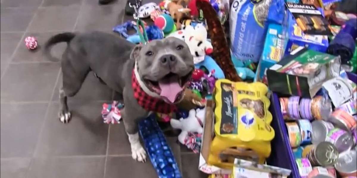 Watch These Shelter Animals Pick Out Their Christmas Presents - The Dodo