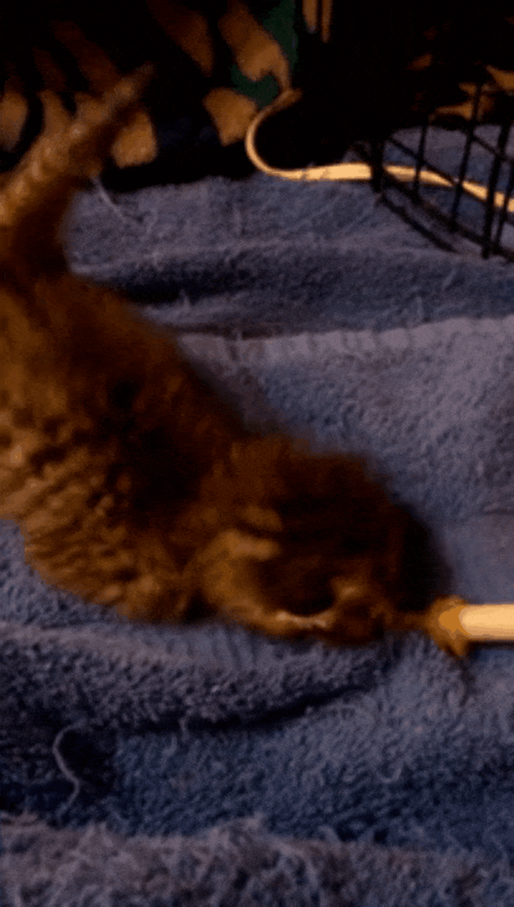 Two-Legged Rescue Cat Fearlessly Tackles Life’s Big Challenges - The Dodo