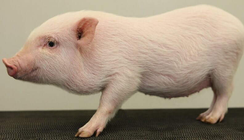 7 Easy Ways To Eat Less Meat - The Dodo