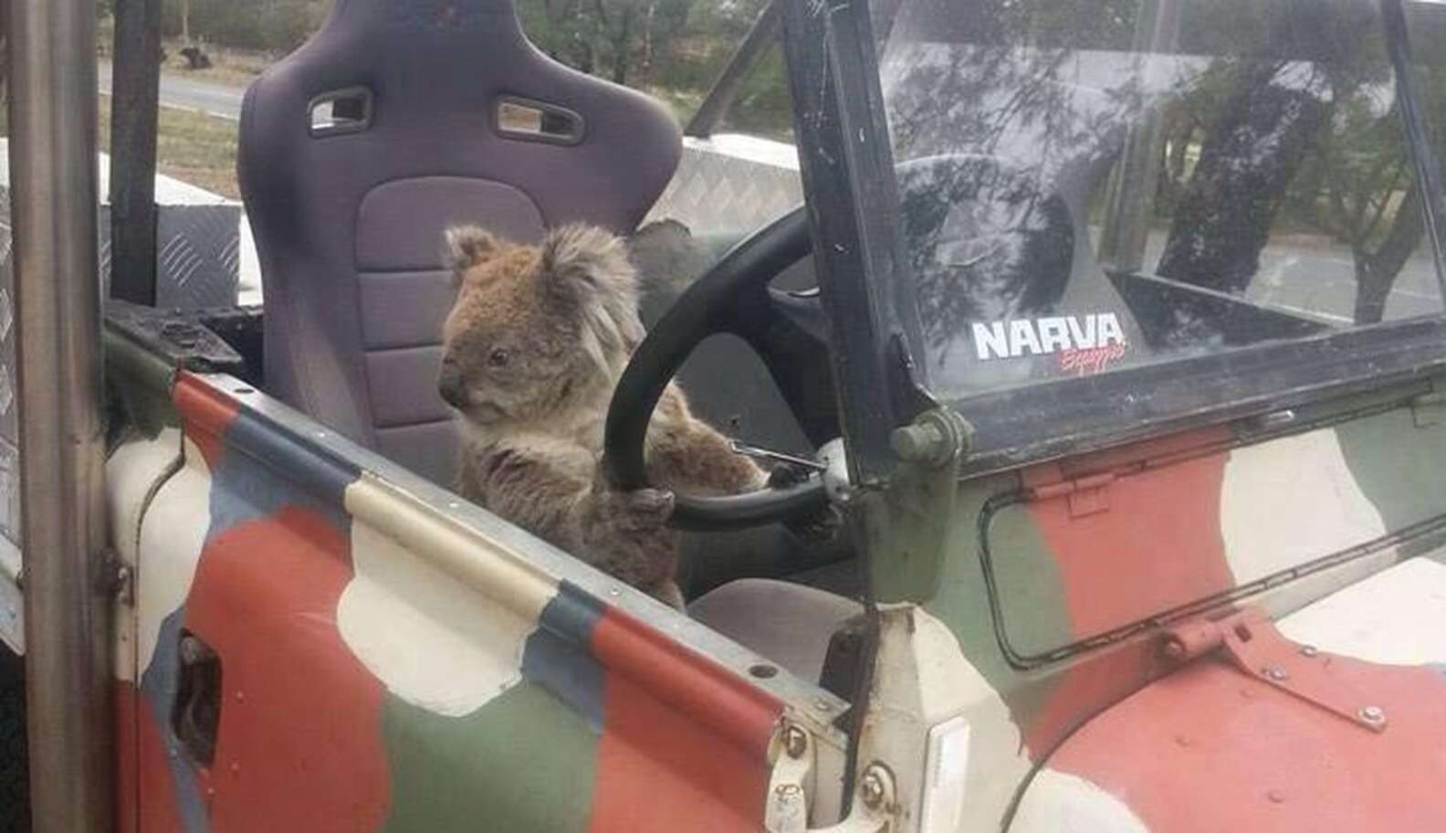 Adventurous Koala Caught 'Trying To Drive' Car - The Dodo