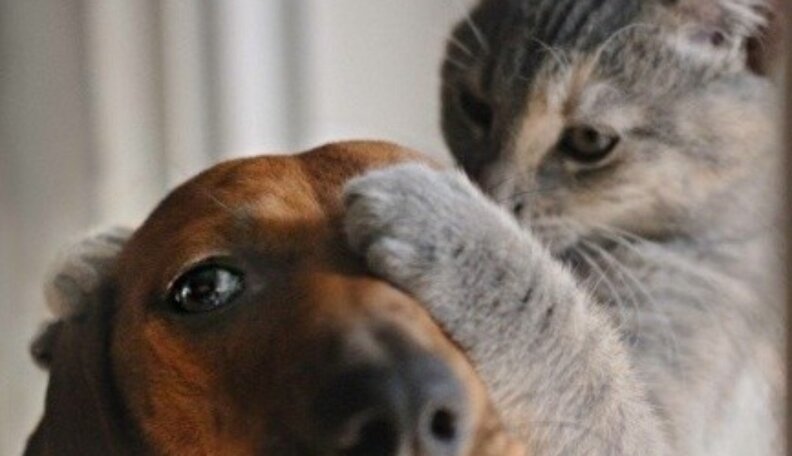 Dogs Who’ve Mastered The Art Of The Selfie - The Dodo