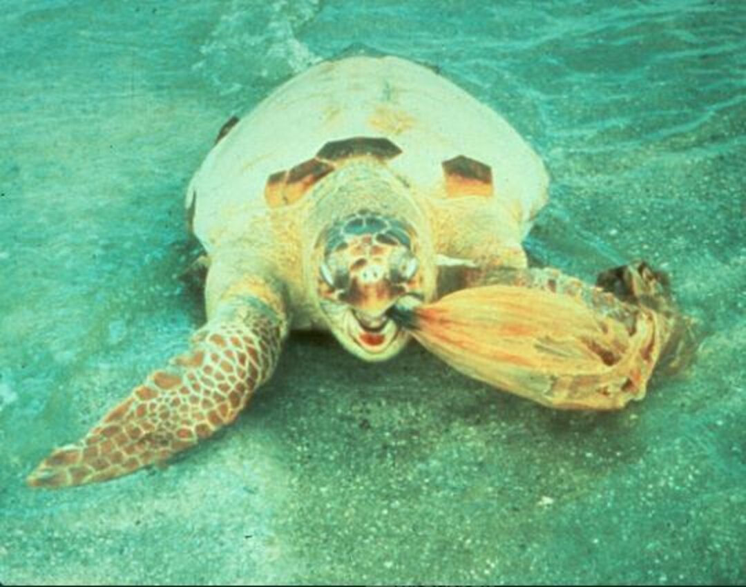 5 Ways Your Vacation Is Killing Sea Turtles - The Dodo