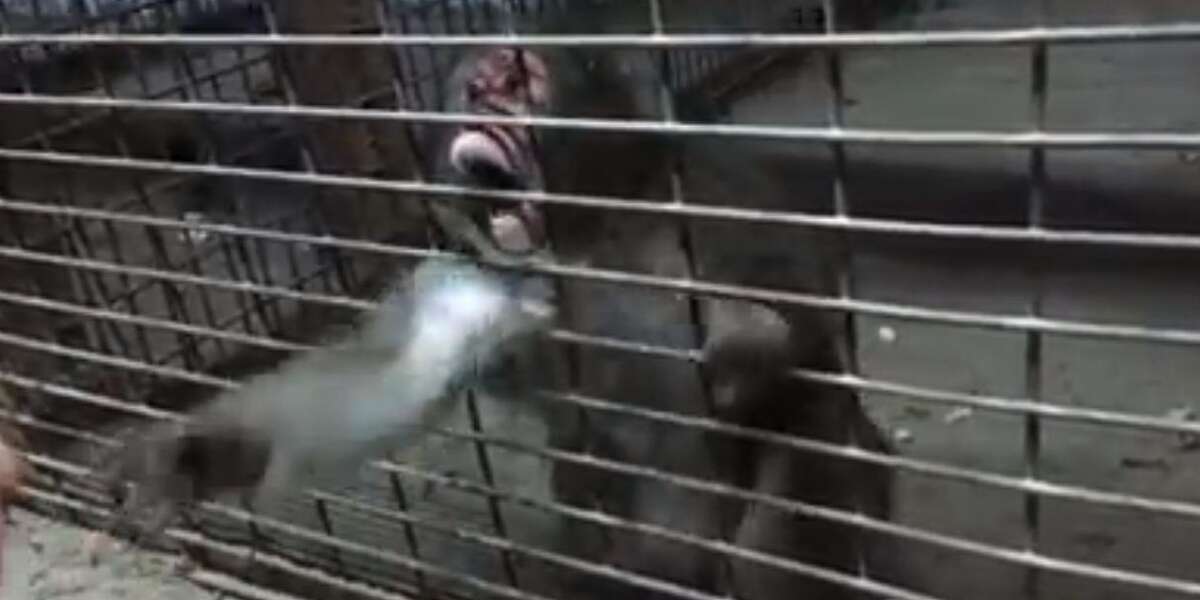 Neglectful Former Owner Of 'Ikea Monkey' Now Has 2 New Monkeys - The Dodo