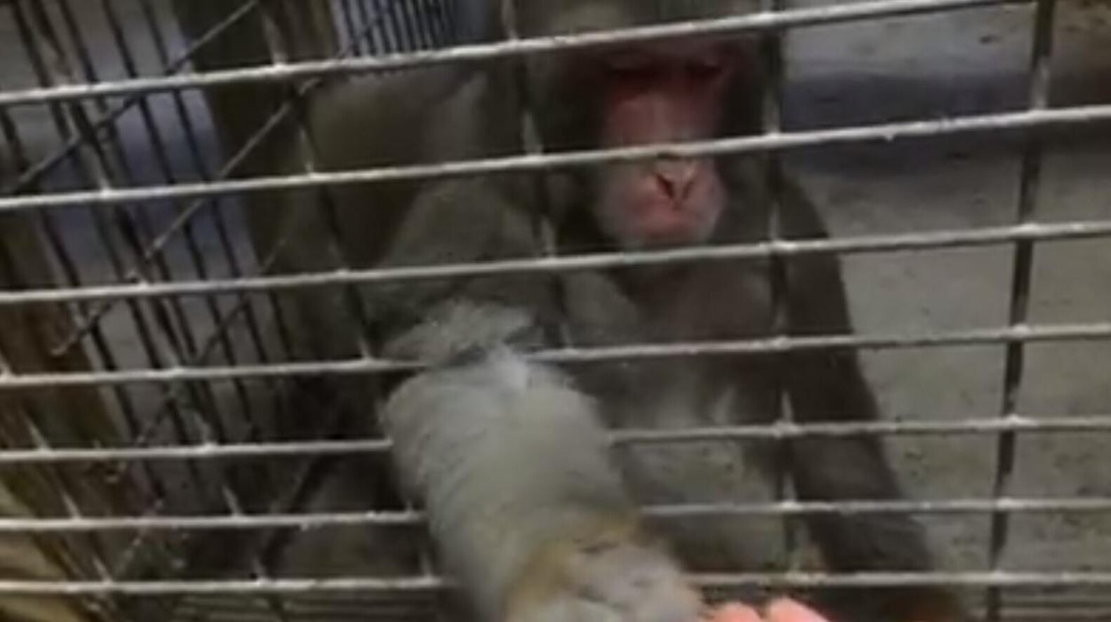 Neglectful Former Owner Of 'Ikea Monkey' Now Has 2 New Monkeys - The Dodo
