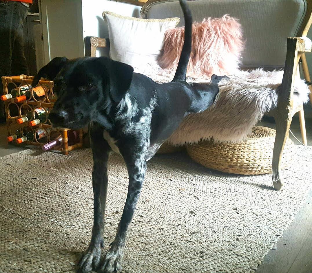 Why Do Dogs Stretch And Shake When They Wake Up? - The Dodo