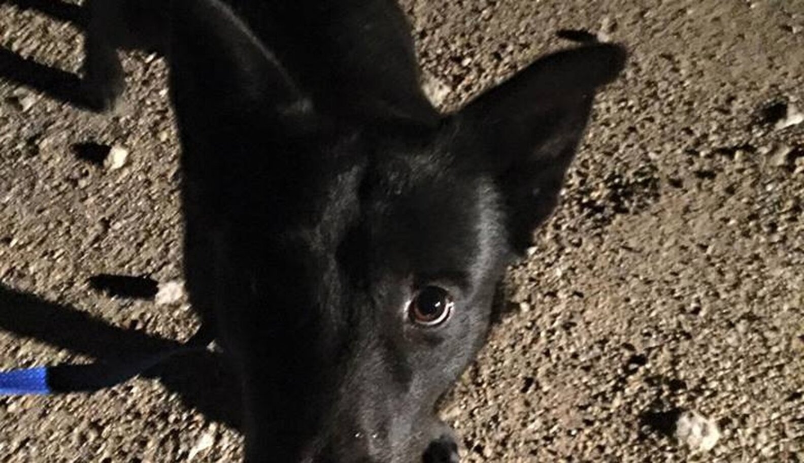 Dog Refuses To Budge From His Best Friend's Side - The Dodo