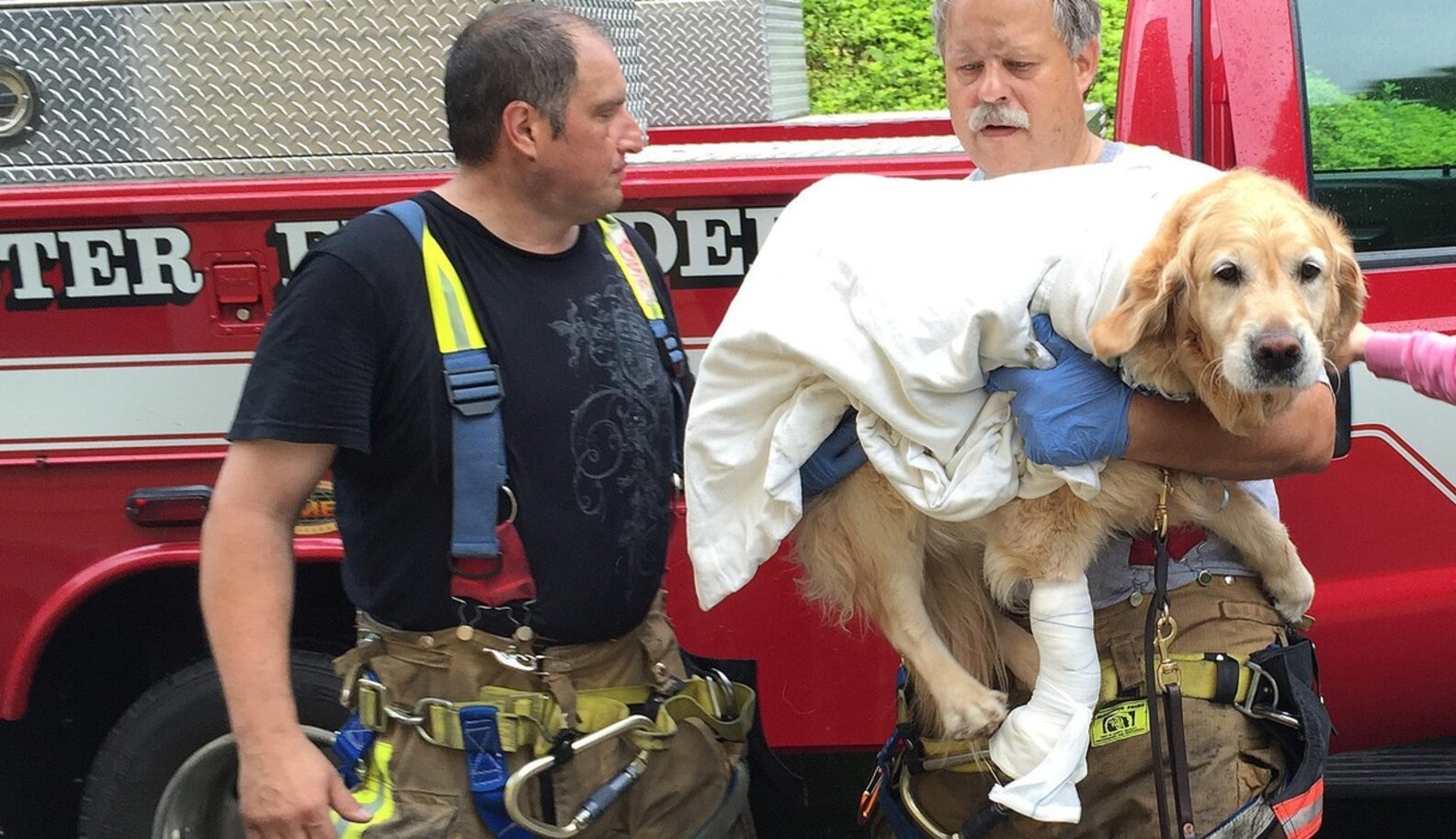 Guide Dog Jumps In Front Of Bus To Protect His Blind Owner - The Dodo