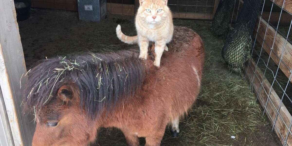 Cat Loves Riding Every Animal On His Farm - The Dodo
