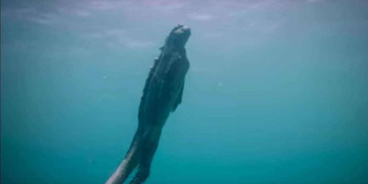 Amazing Footage Shows Giant 'Monster' Lizard Swimming Through Ocean ...