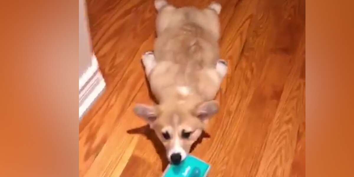Corgi Puppy Mops The Floor - The Dodo