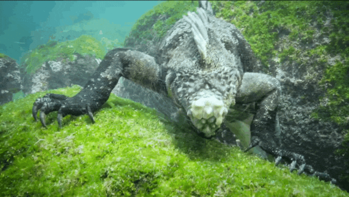 Amazing Footage Shows Giant 'Monster' Lizard Swimming Through Ocean ...