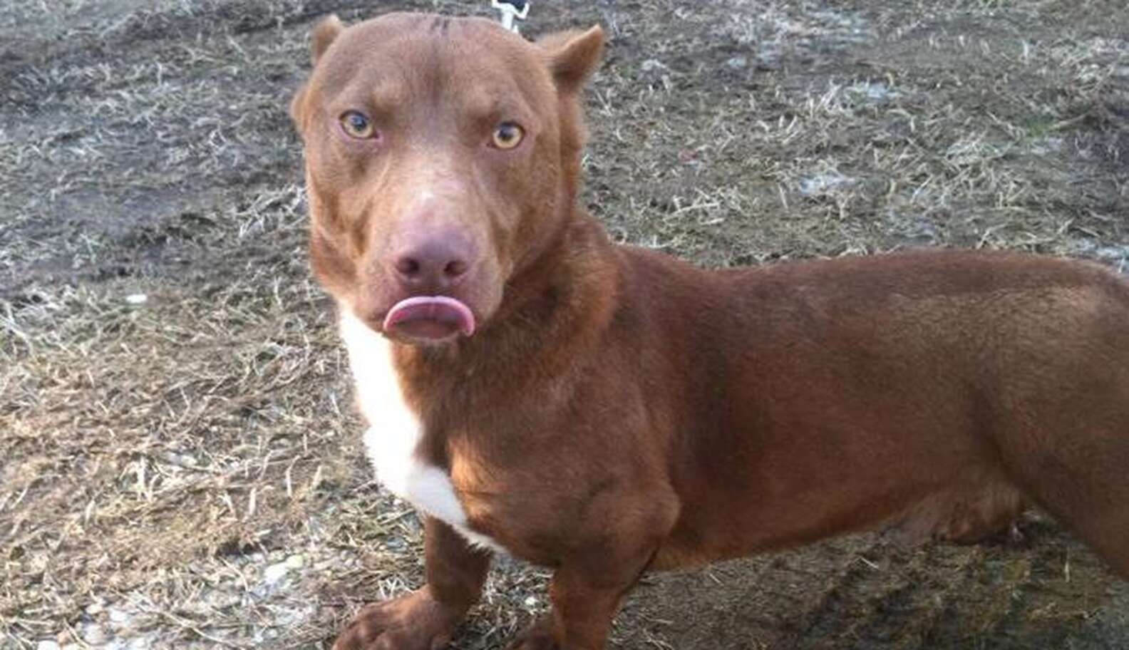 Rami The Dachshund-Pit Bull Mix Is Truly Special - The Dodo