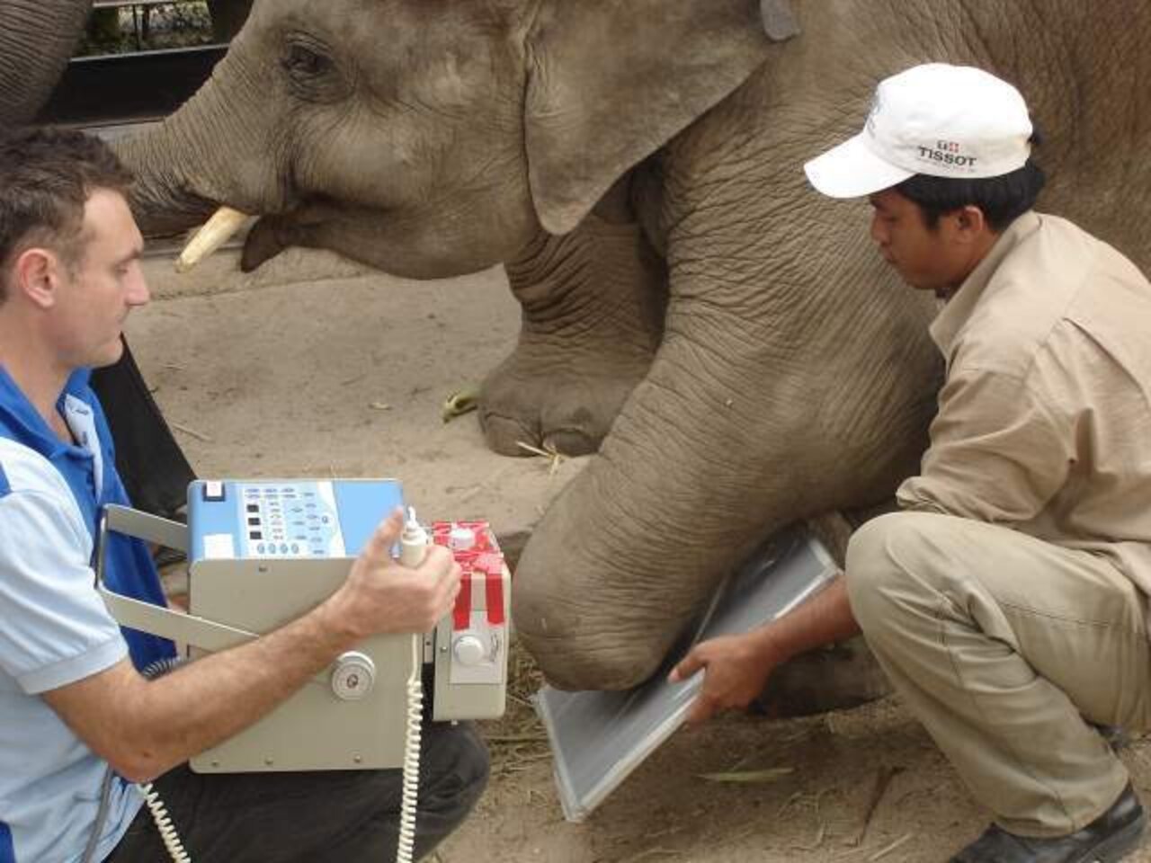 Meet Chhouk, The Elephant With A Prosthetic Foot - The Dodo