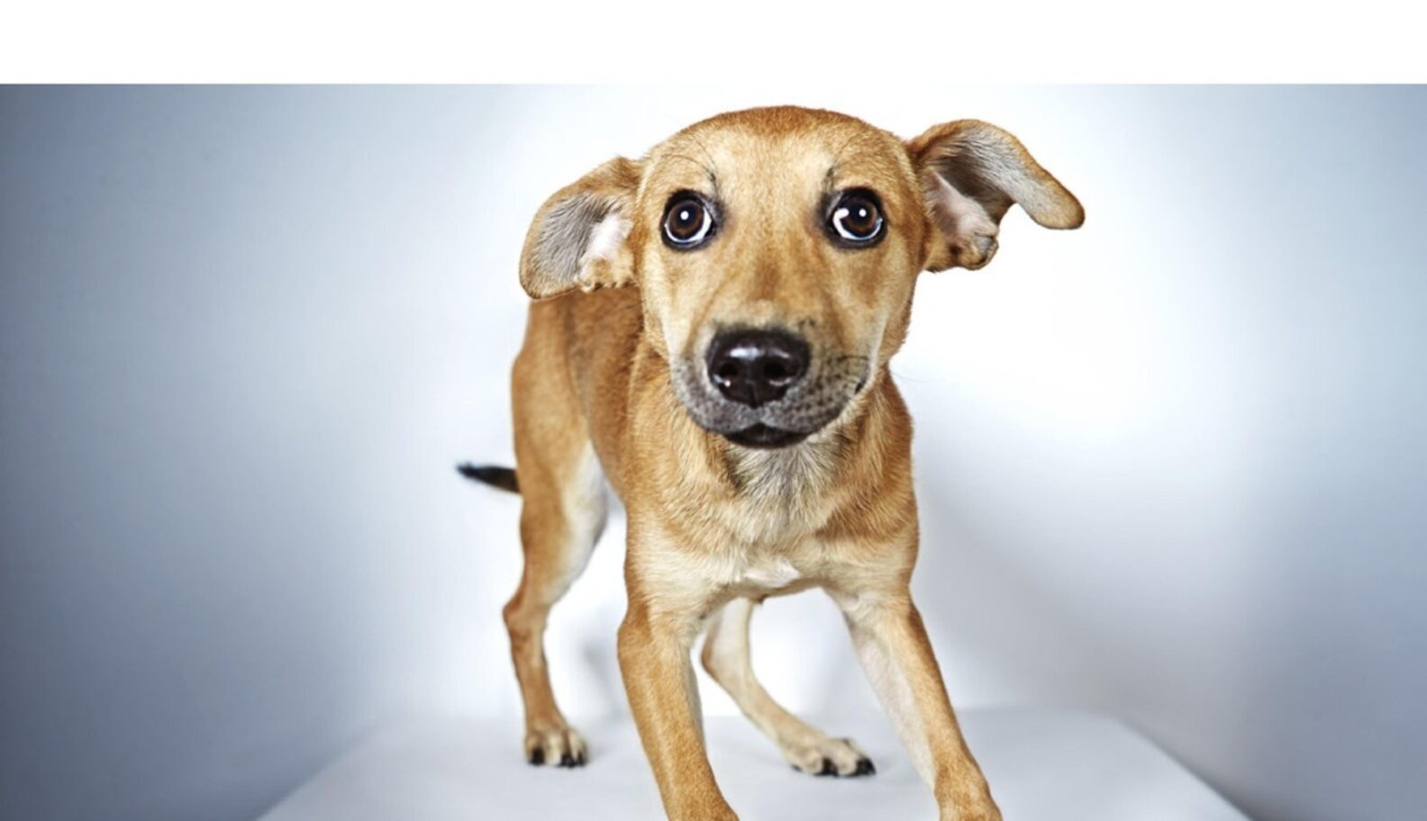 Portraits Of Animals Up For Adoption At Humane Society Of New York ...