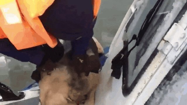 Dog Found Clinging To Ice In The Middle Of Frozen River - The Dodo