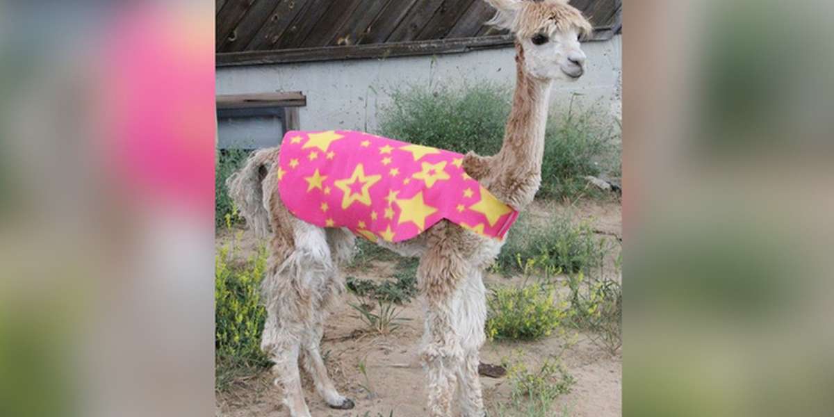 Baby Alpaca Born Too Small Grows Strong In Fabulous Outfits - The Dodo