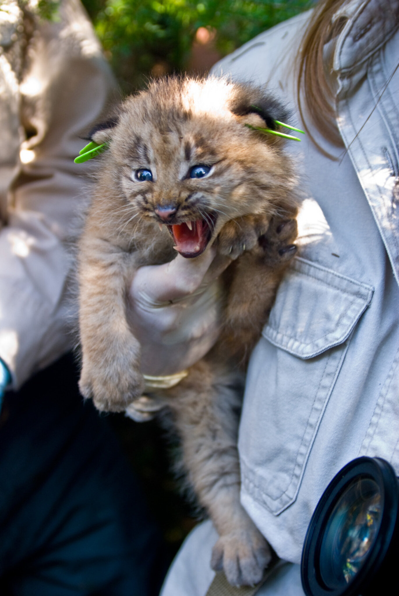 America Steps Up To Protect The Long-Legged — And Rare — Canada Lynx ...