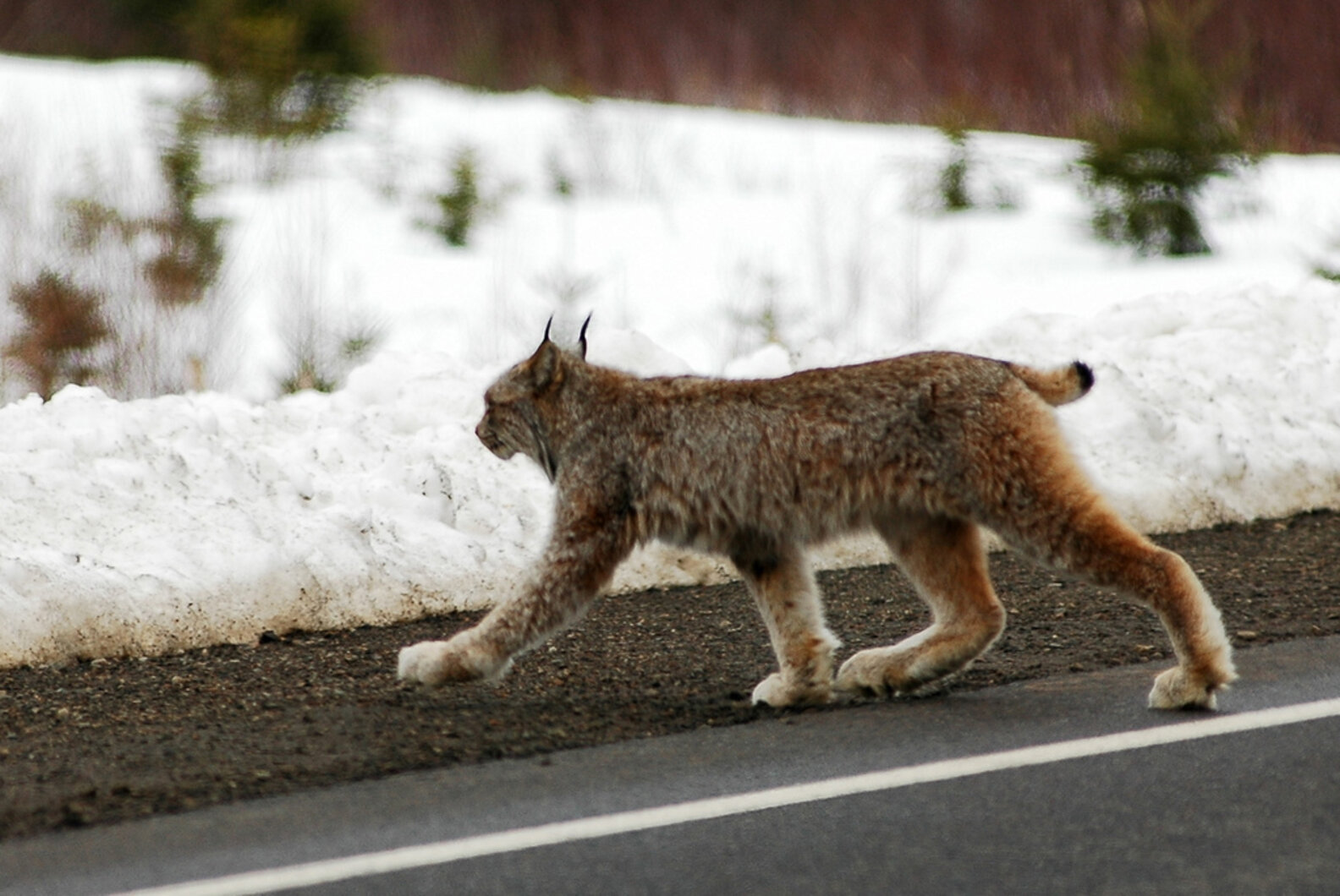 America Steps Up To Protect The Long-Legged — And Rare — Canada Lynx ...