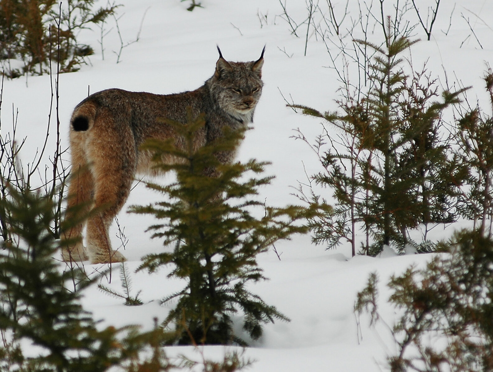 America Steps Up To Protect The Long-Legged — And Rare — Canada Lynx ...