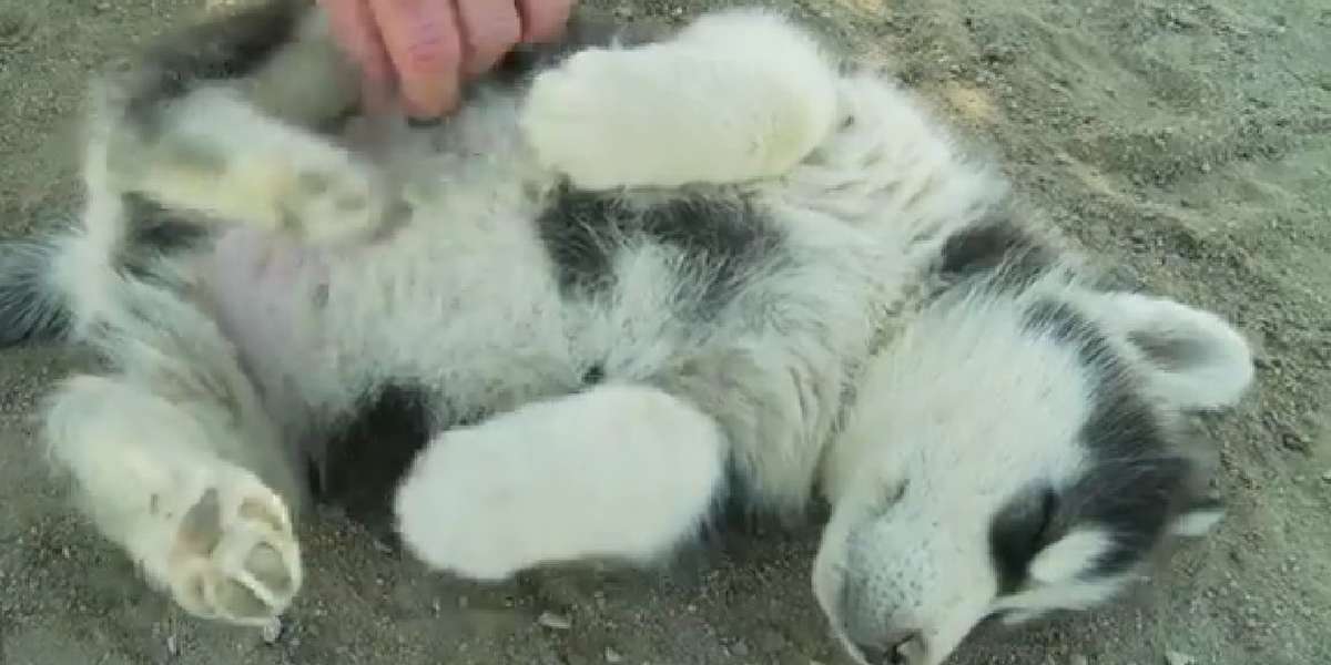 Husky Puppy In Sleepy Trance From Blissful Belly Rub - The Dodo