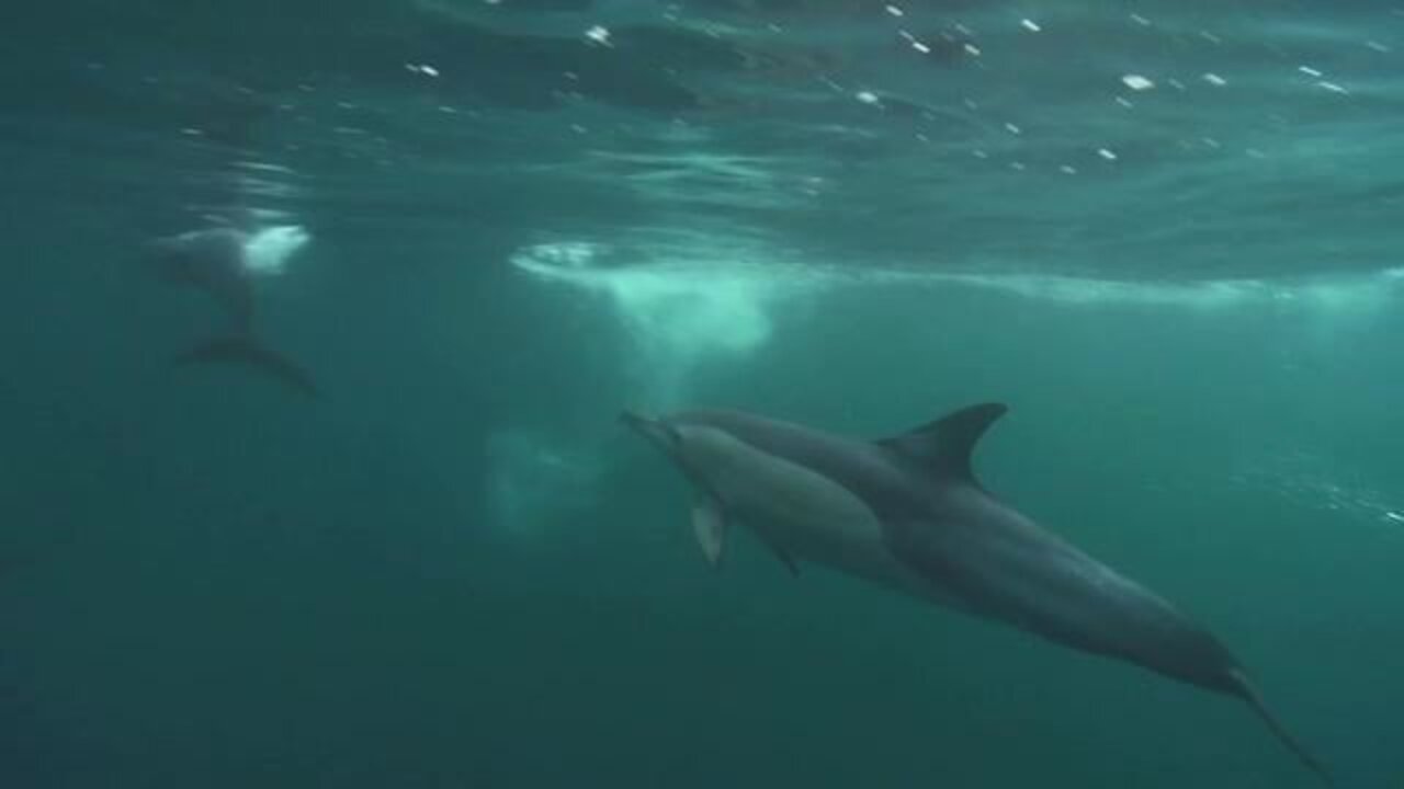 Los Delfines, una de las especies animales más inteligentes del planeta ...