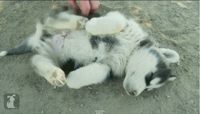 Husky Puppy In Sleepy Trance From Blissful Belly Rub - The Dodo