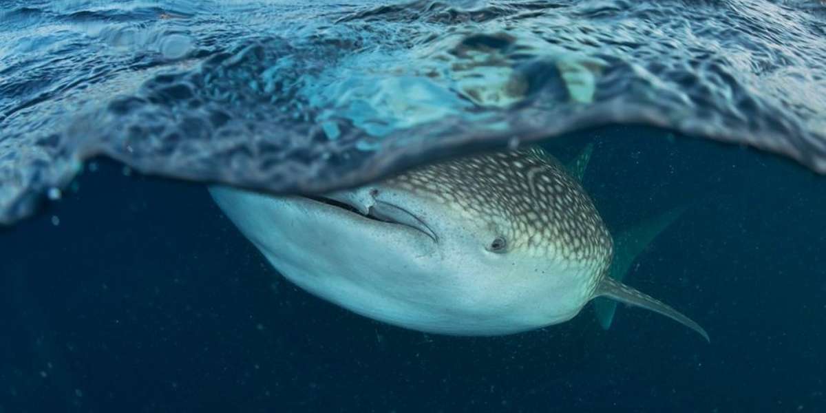 Outrage Erupts Over Shark Slaughterhouse, China Still Silent - The Dodo