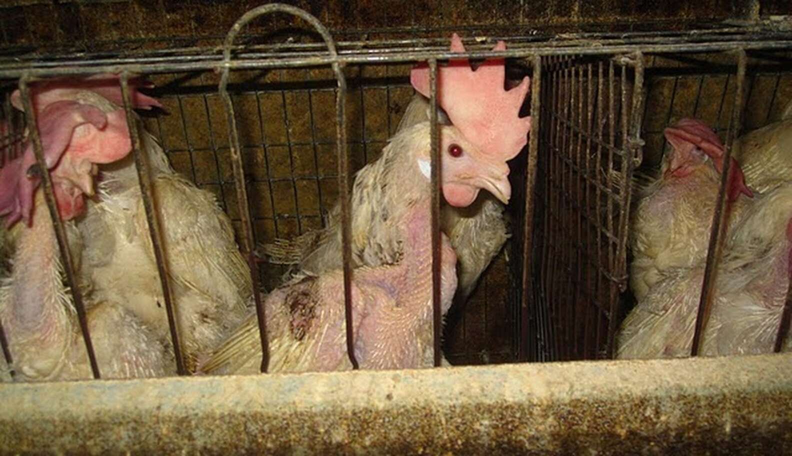 Governor May Allow Farm Animal Abuse To Continue In Secret - The Dodo