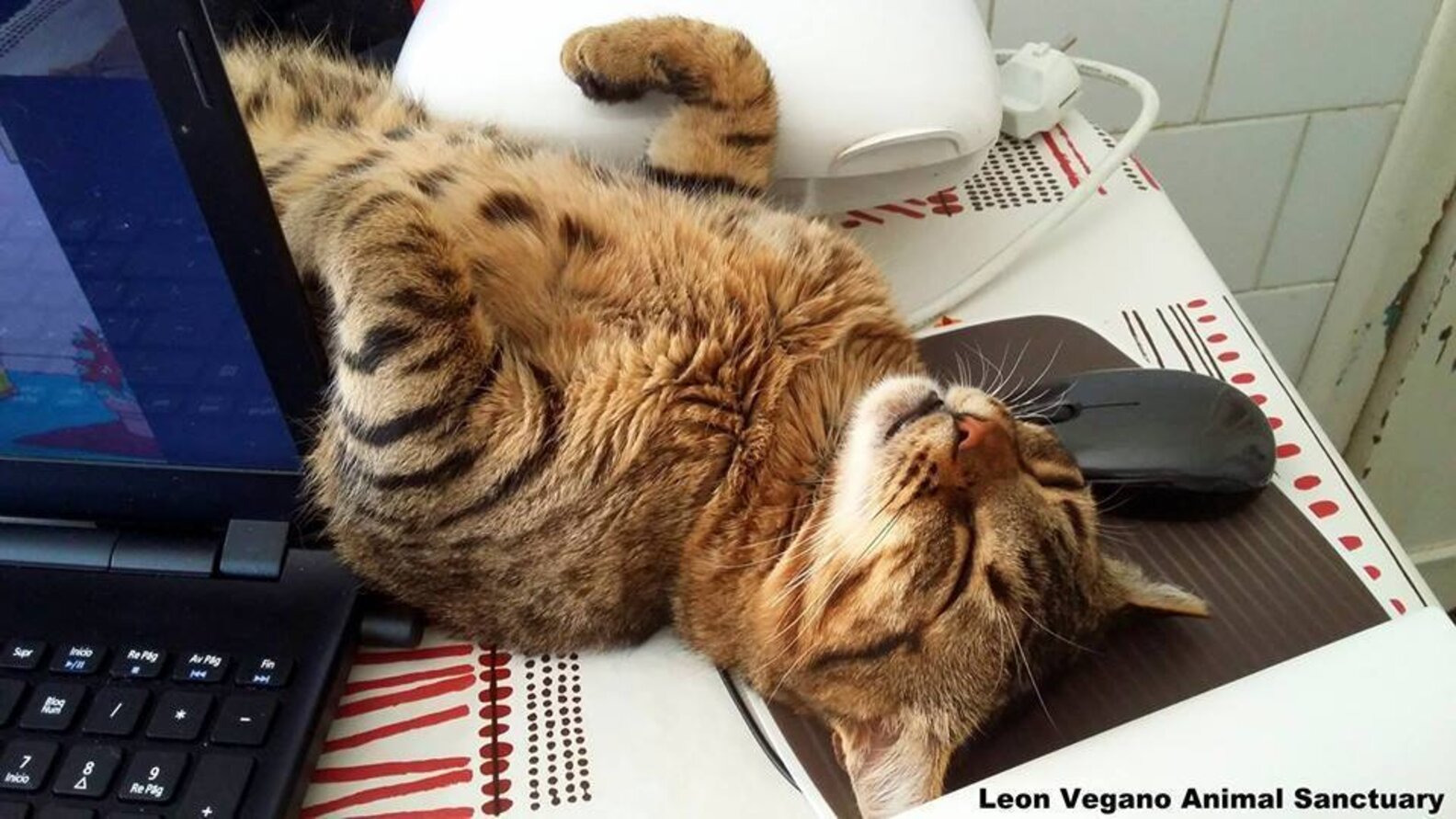 Sick Cat Loves Nursing Other Animals Back To Health - The Dodo