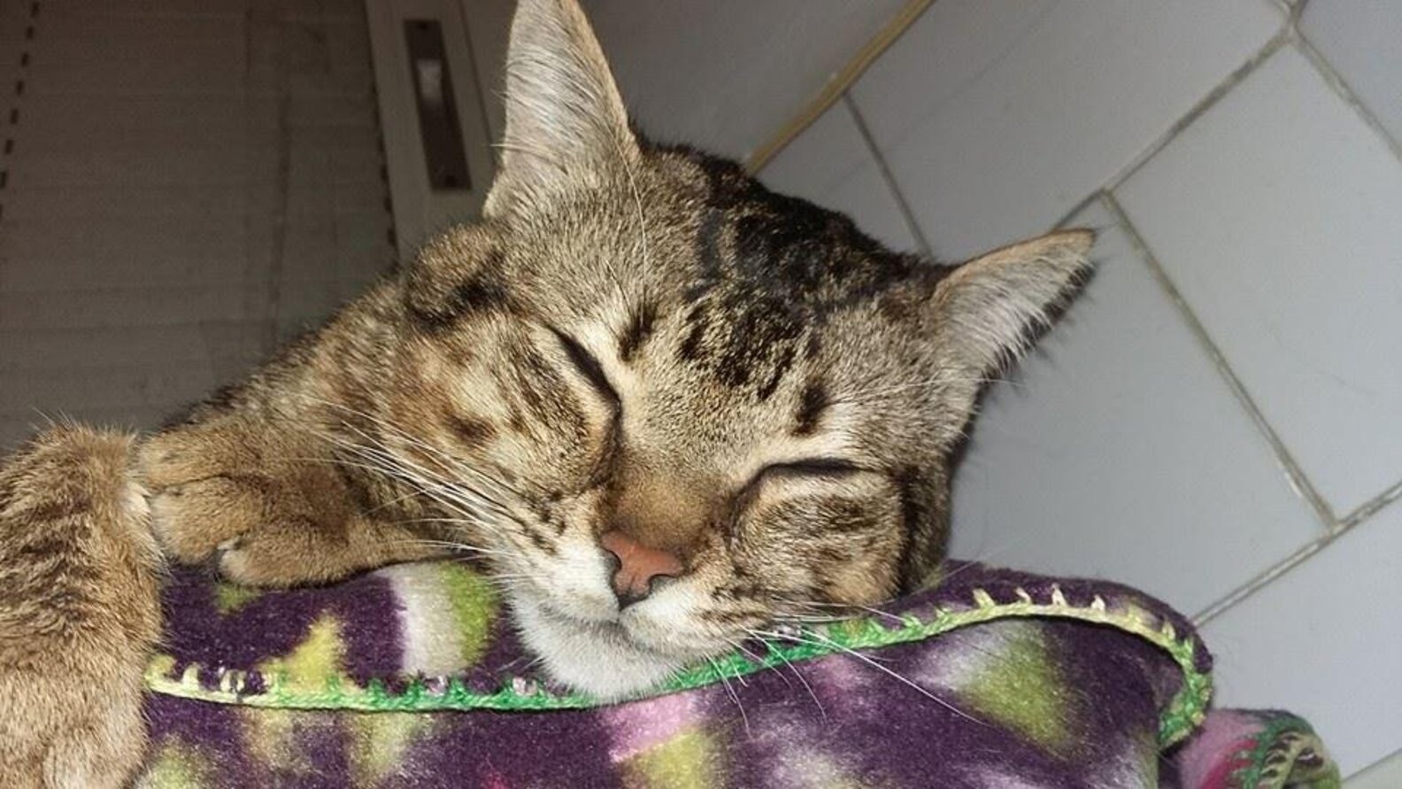 Sick Cat Loves Nursing Other Animals Back To Health - The Dodo