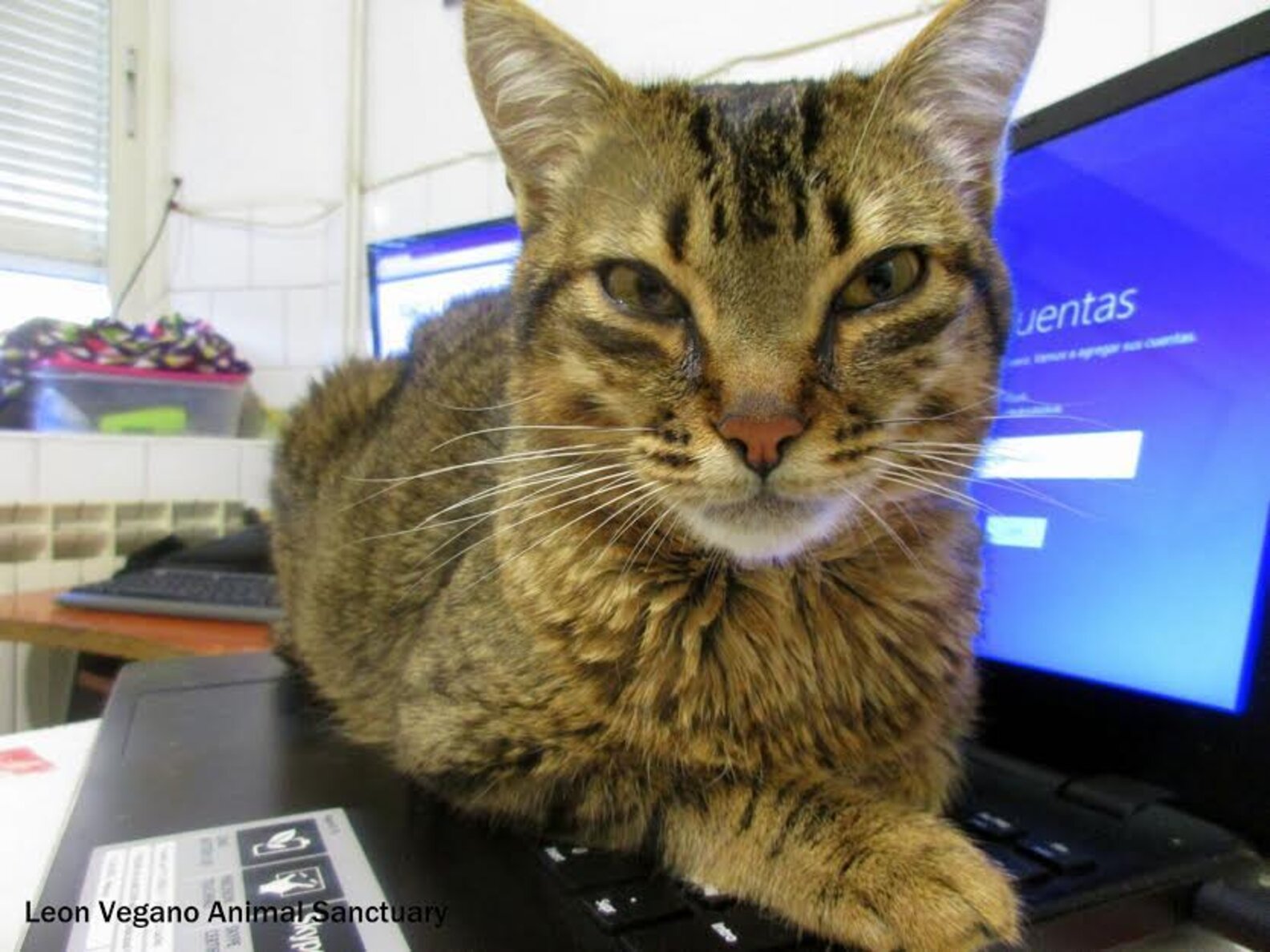 Sick Cat Loves Nursing Other Animals Back To Health - The Dodo