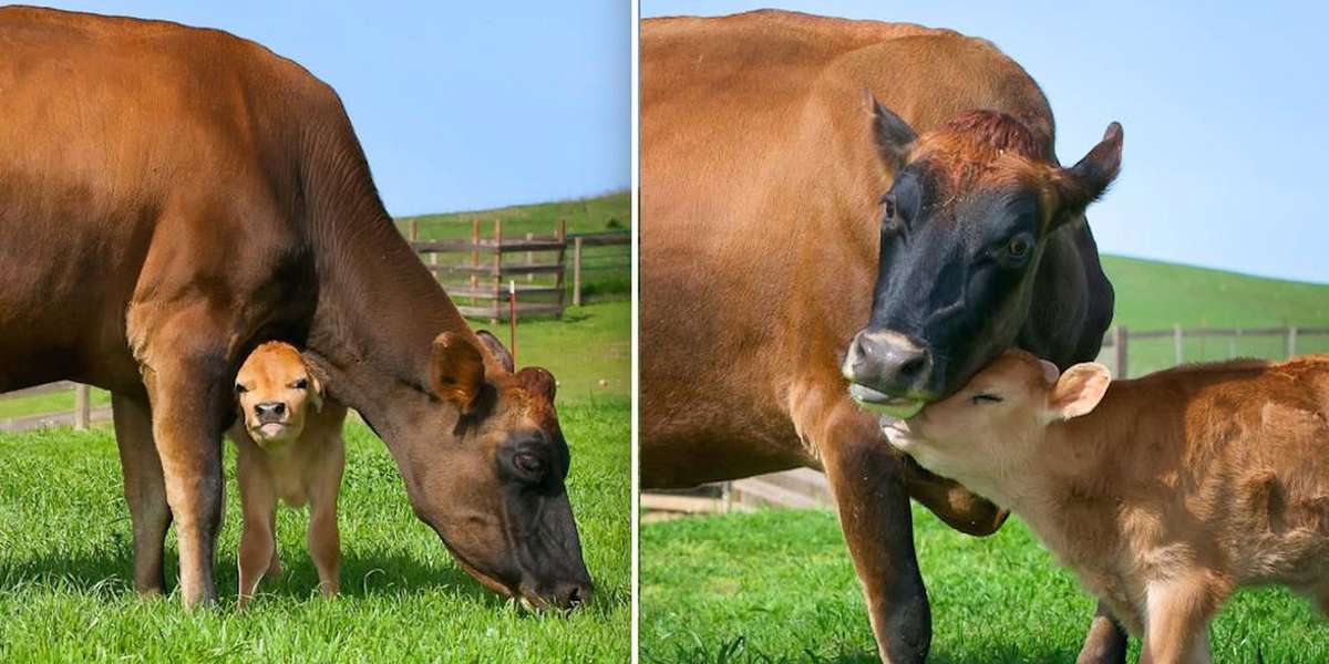 Cow Won't Let Anyone Near Her Baby Until She Knows She Can Keep Him ...