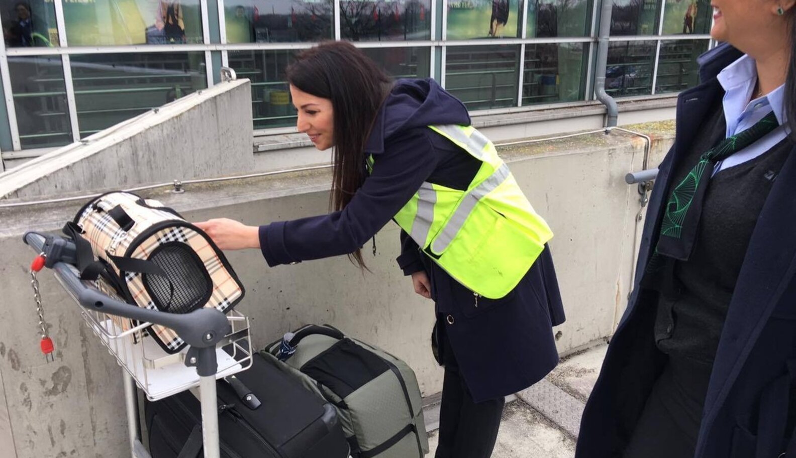 Refugee Cat Miraculously Reunites With The Family He Lost - The Dodo
