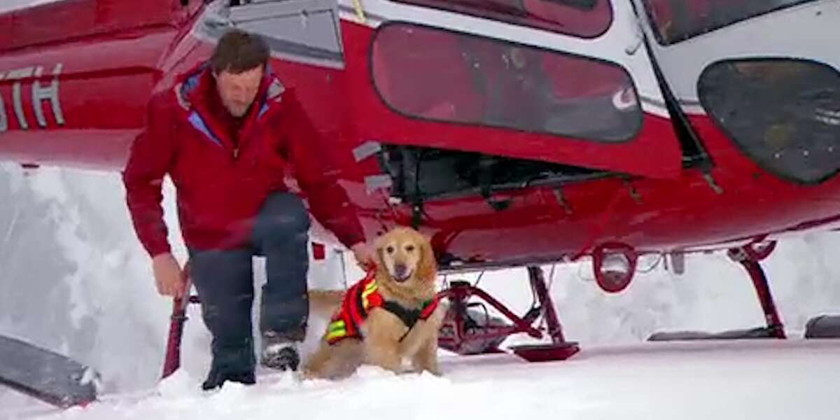 These Dogs Love Saving Lives - Videos - The Dodo