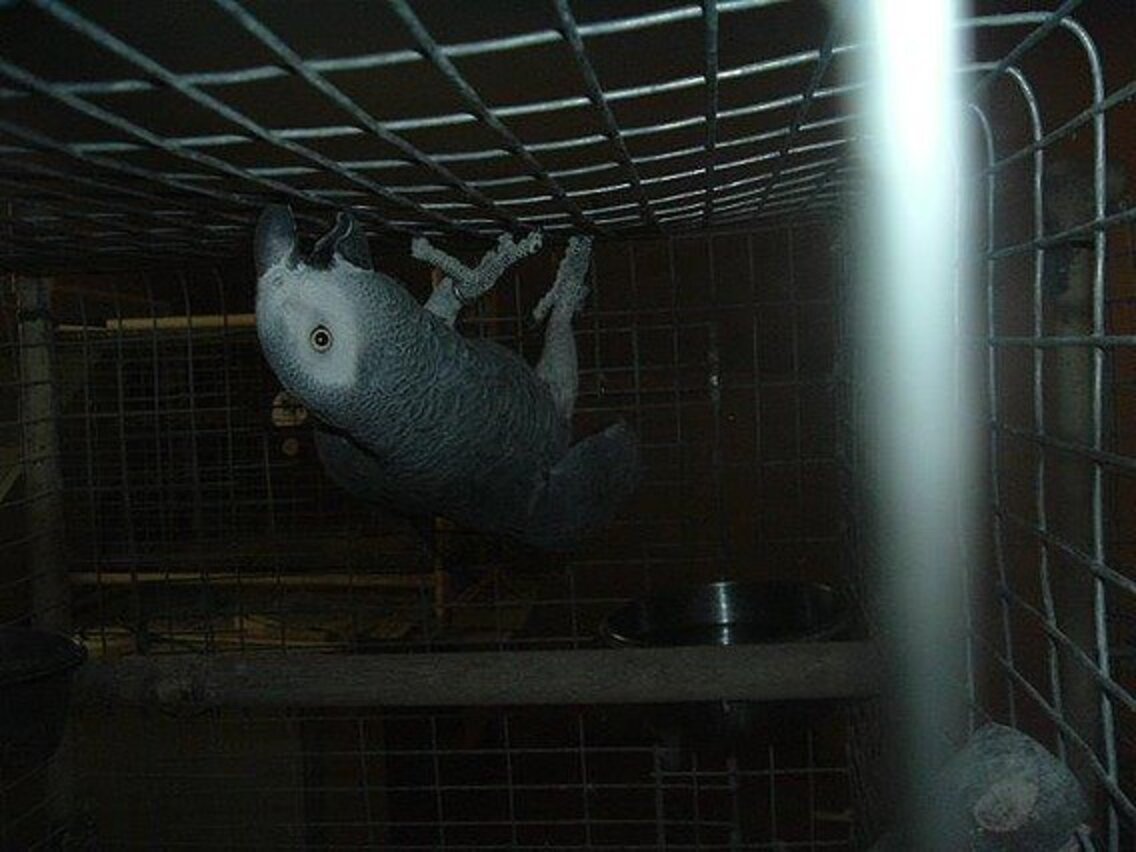 Birds Get Really Stressed When They're Kept In Cages - The Dodo