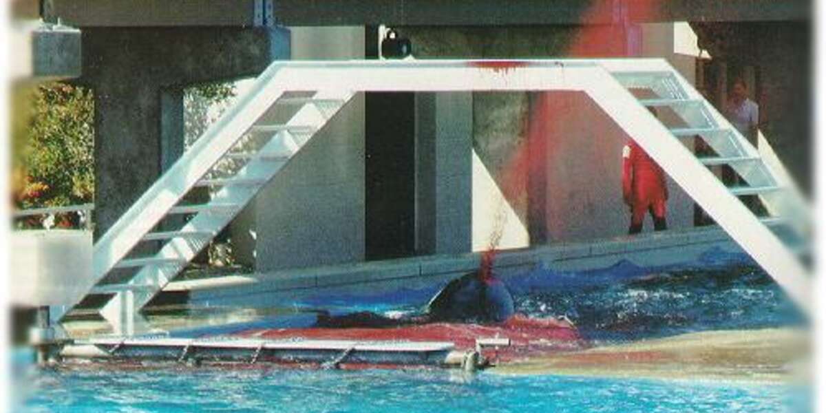 #Shamu bleeding to death at #SeaWorld - can't believe @Macys supports ...